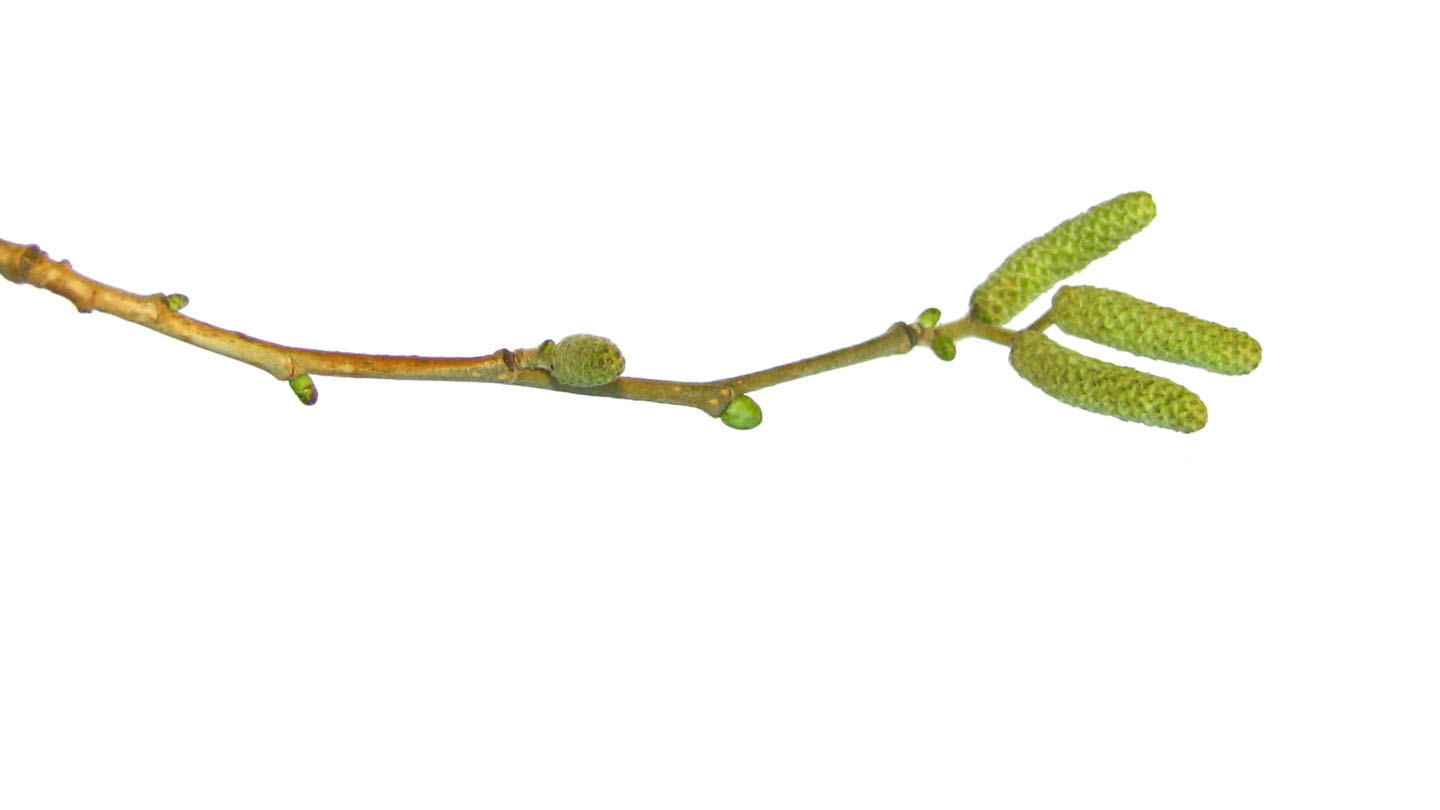 Hazel (Corylus avellana) - British Trees - Woodland Trust