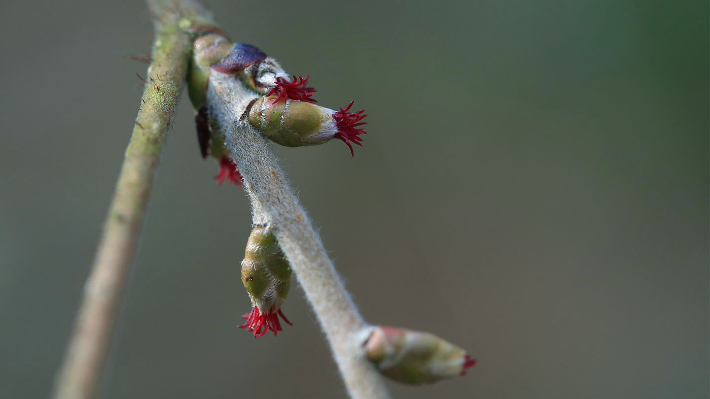 Hazel (Corylus avellana) - British Trees - Woodland Trust