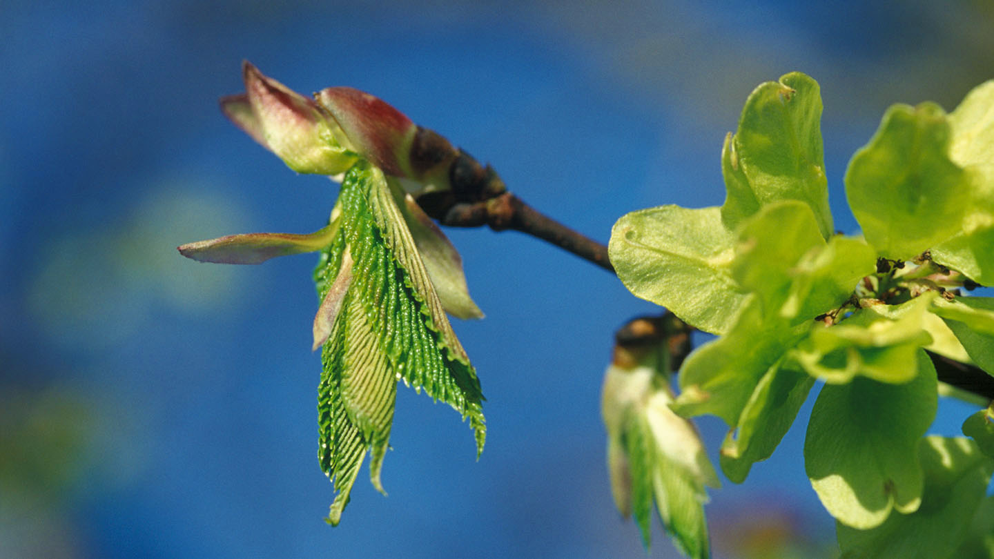 Wych Elm (Ulmus glabra) - British Trees - Woodland Trust