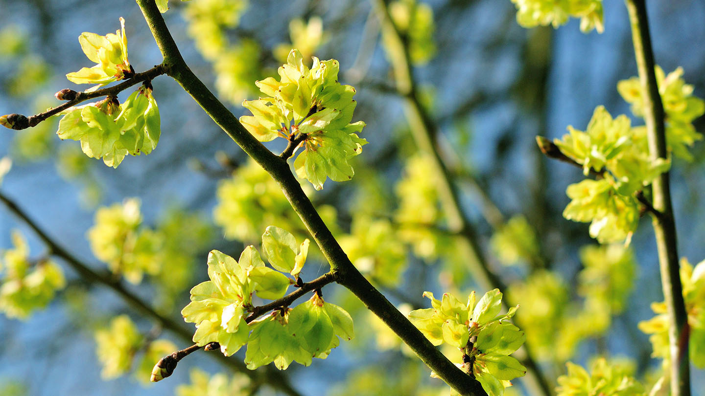 Wych Elm (Ulmus glabra) - British Trees - Woodland Trust