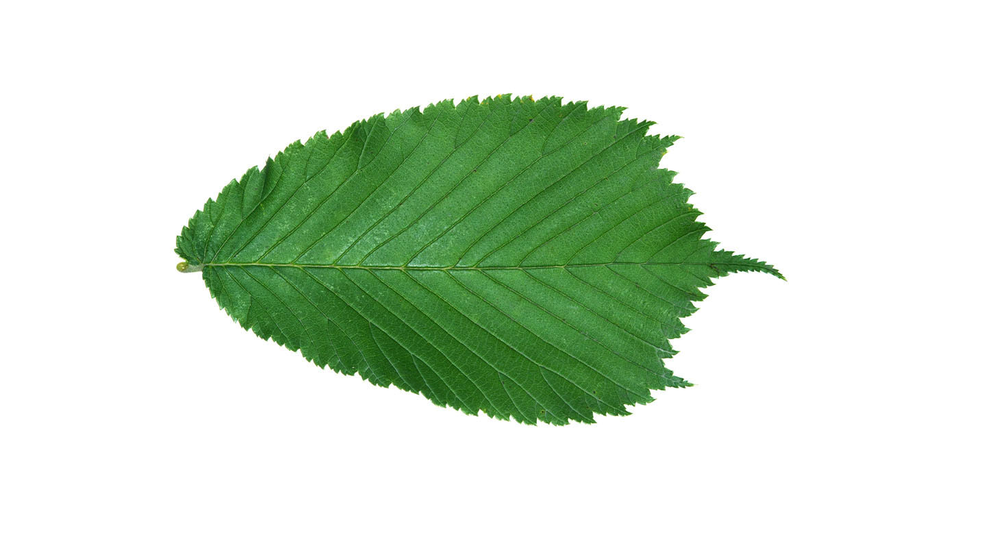 Wych Elm (Ulmus glabra) - British Trees - Woodland Trust