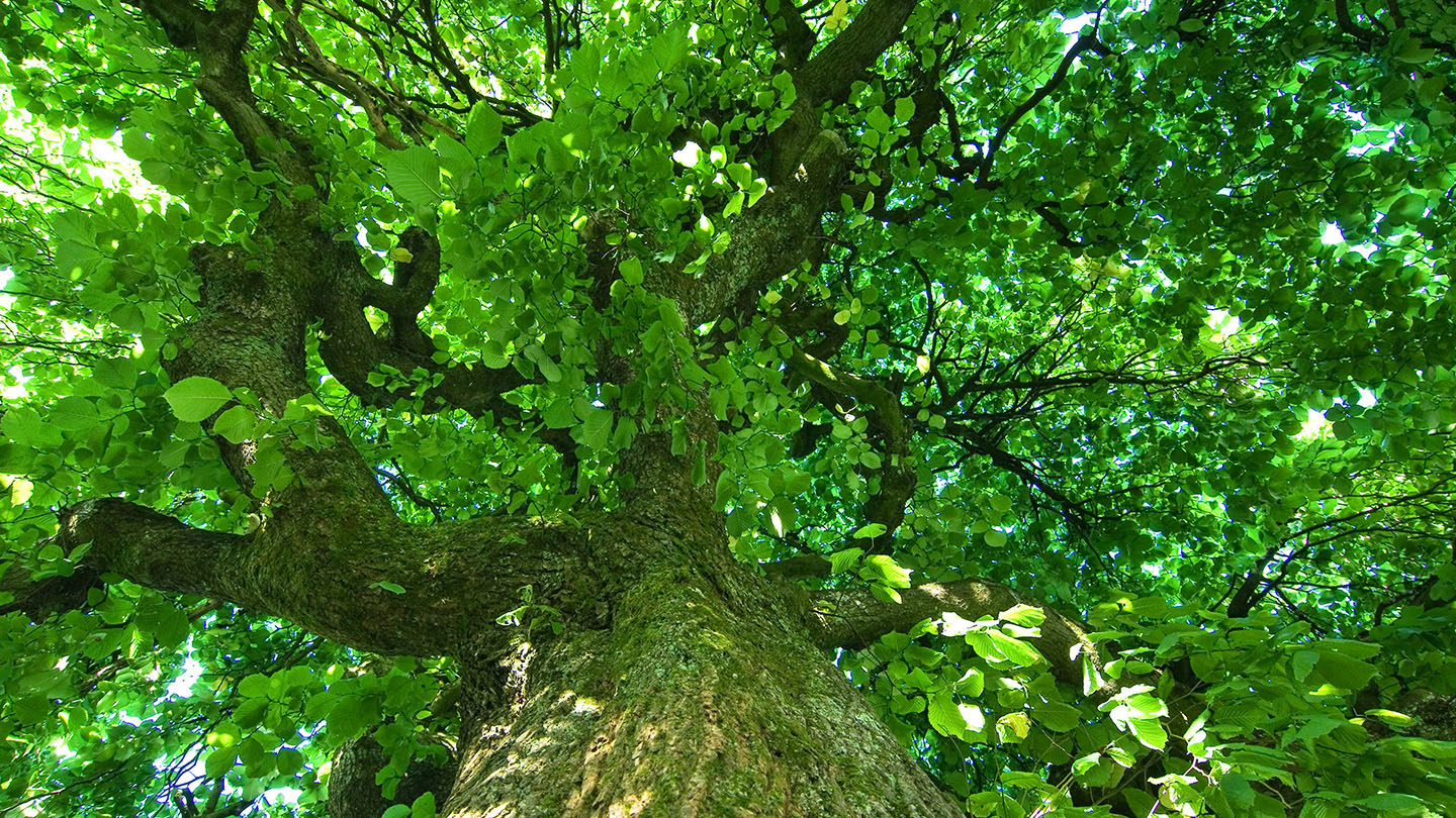 Wych Elm (Ulmus glabra) - British Trees - Woodland Trust