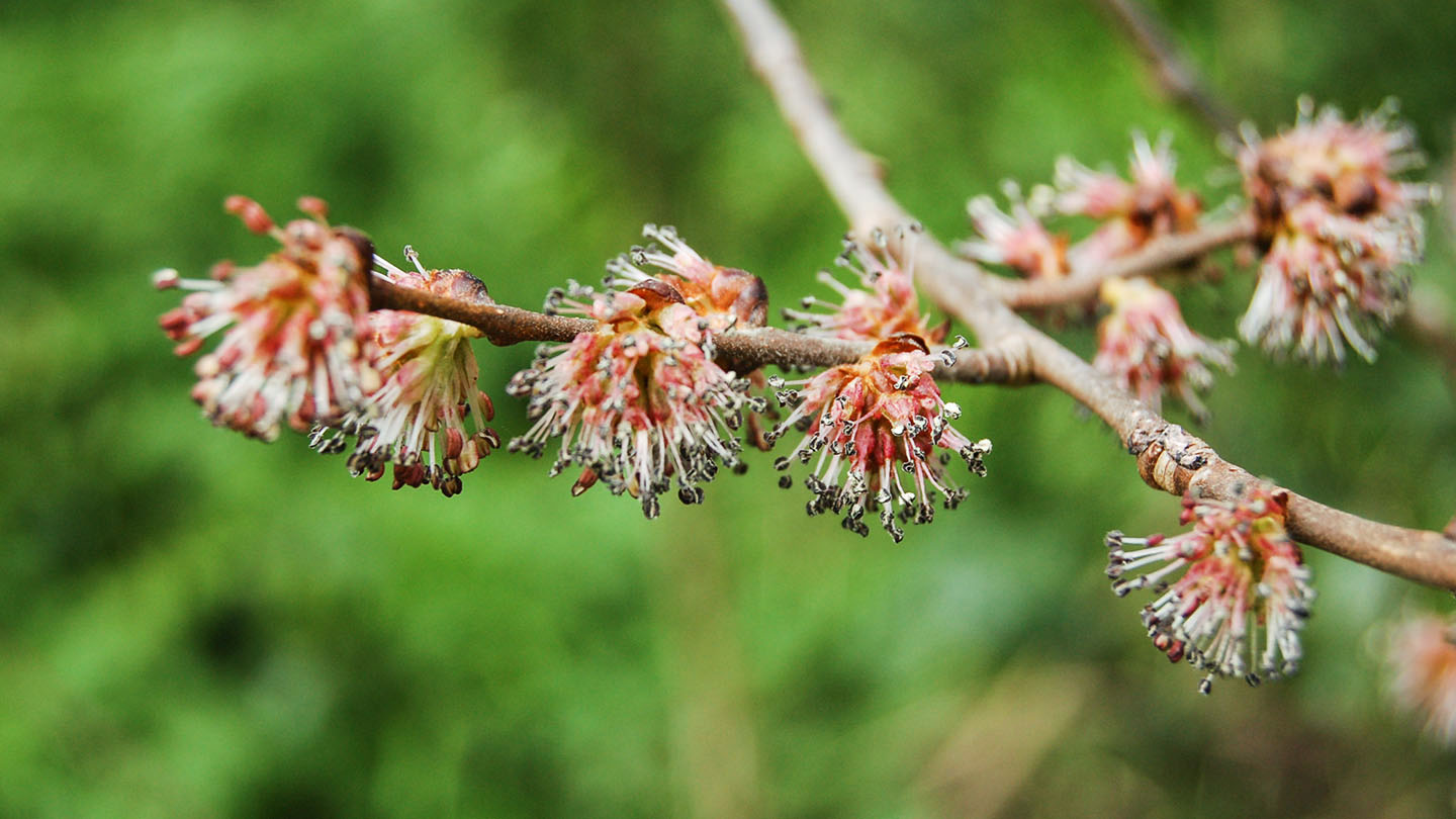 Wych Elm (Ulmus glabra) - British Trees - Woodland Trust