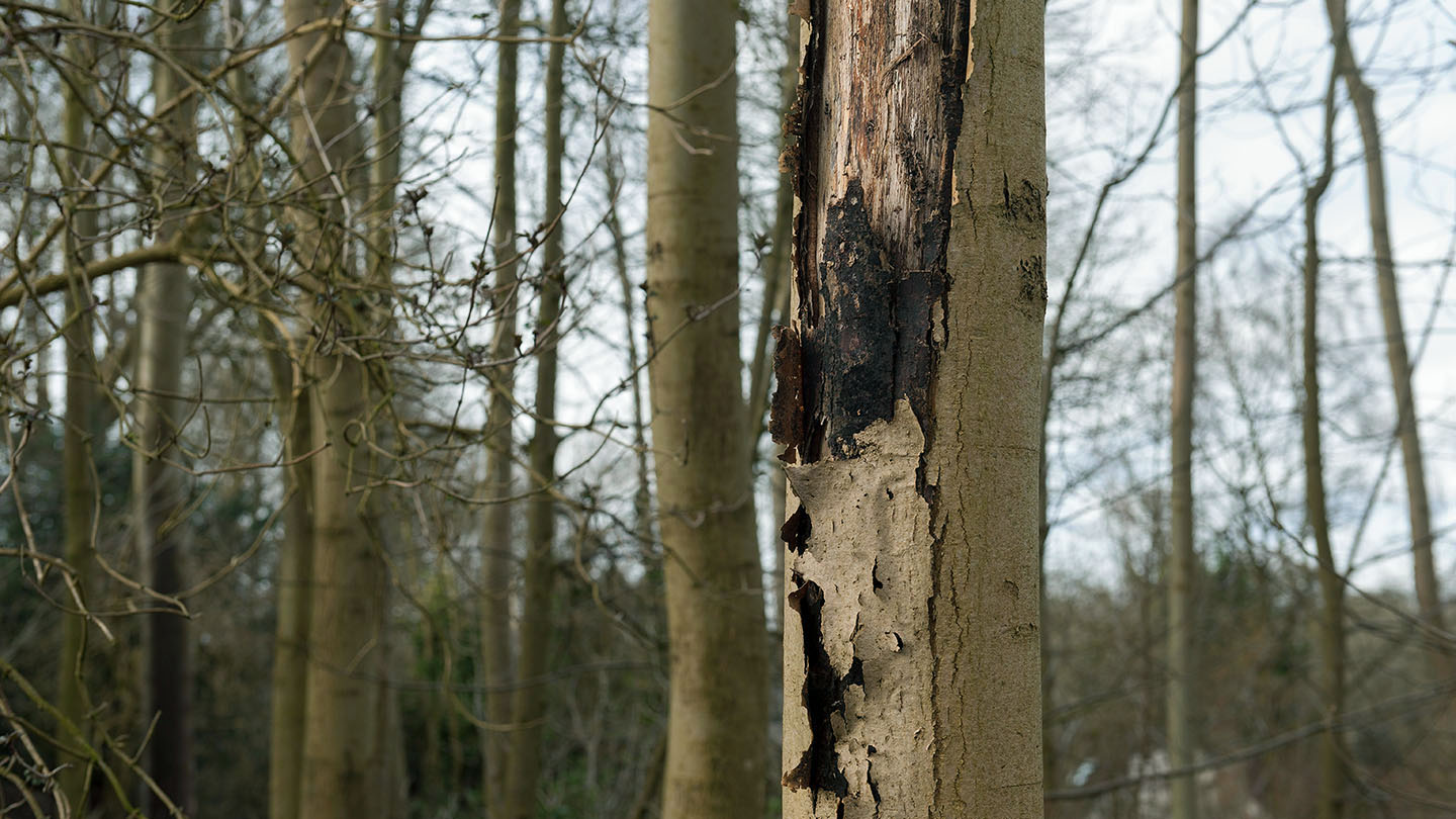 Ash Dieback (Hymenoscyphus fraxineus) - Woodland Trust
