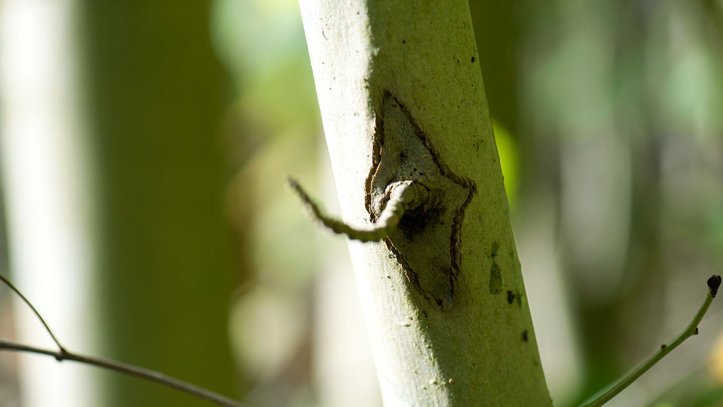 Ash Dieback (Hymenoscyphus fraxineus) - Woodland Trust
