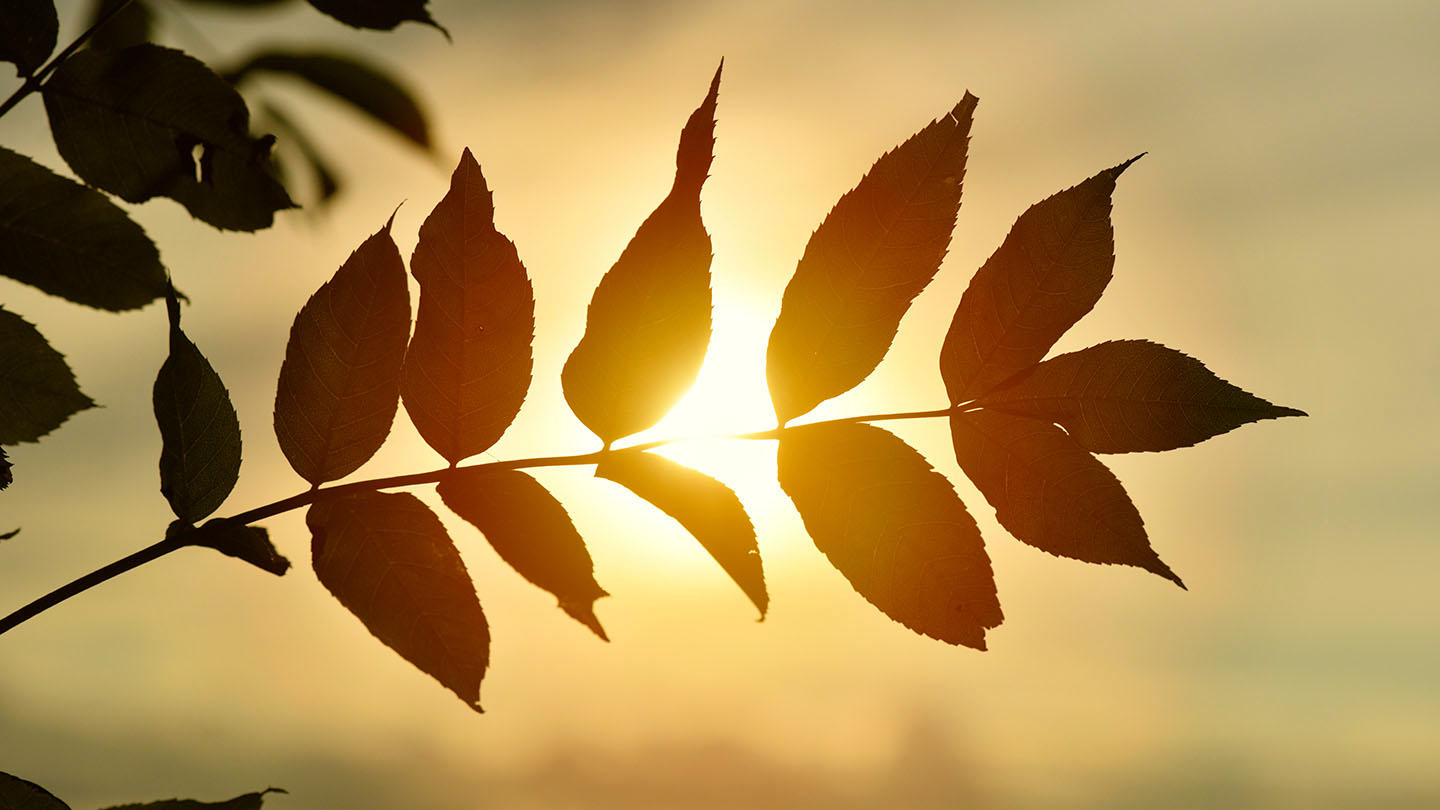 Ash Dieback (Hymenoscyphus fraxineus) - Woodland Trust