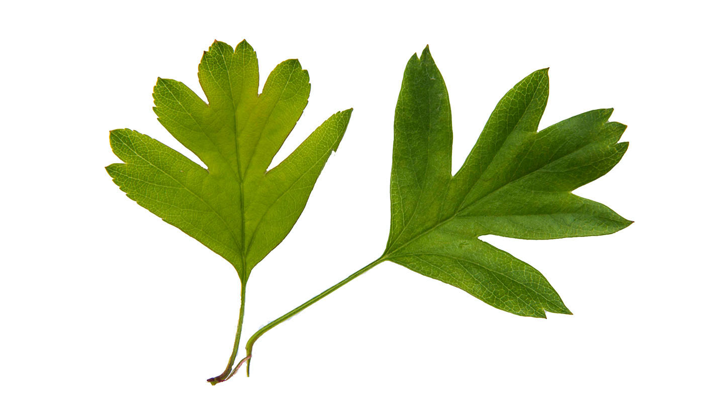 Hawthorn (Crataegus monogyna) - Woodland Trust