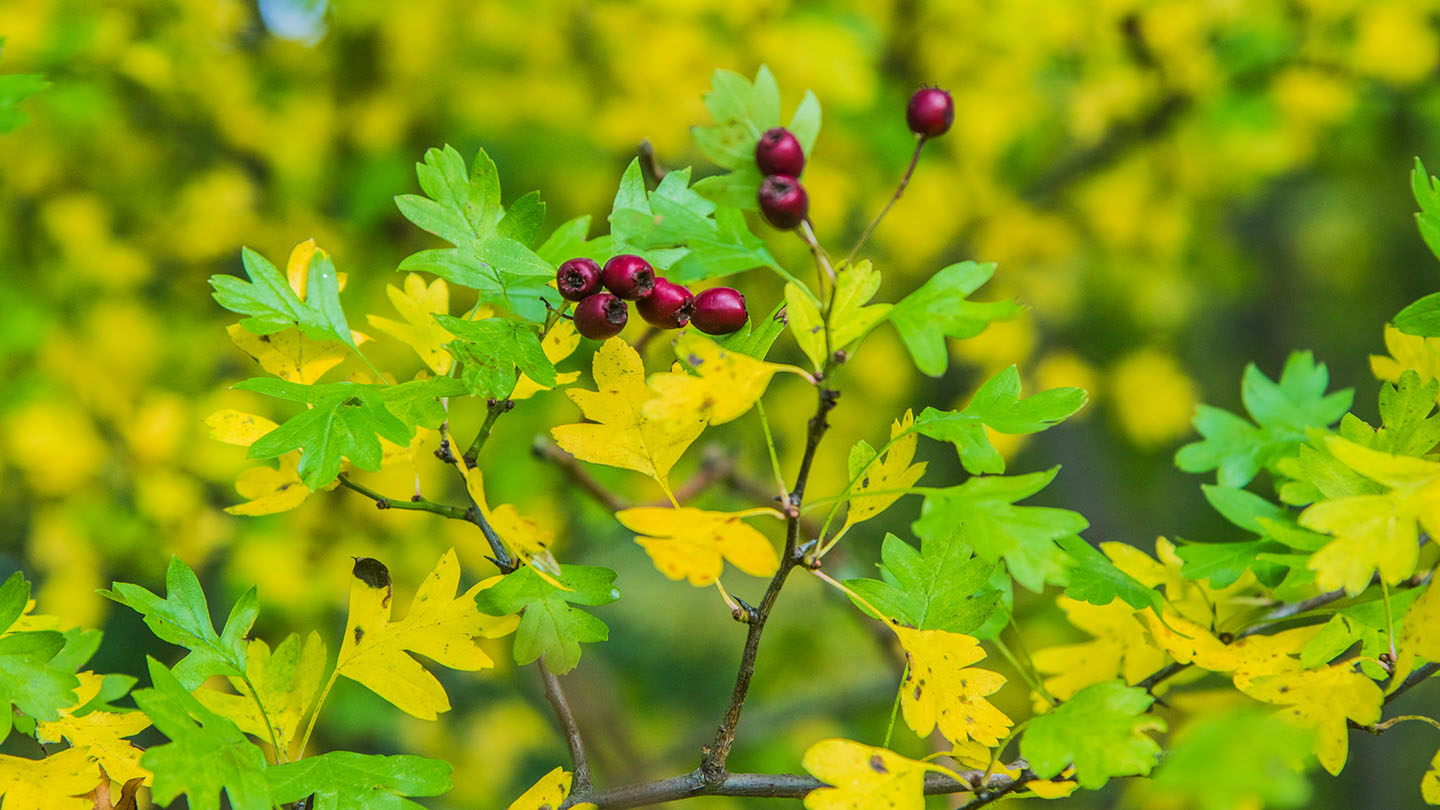 Hawthorn (Crataegus monogyna) - Woodland Trust