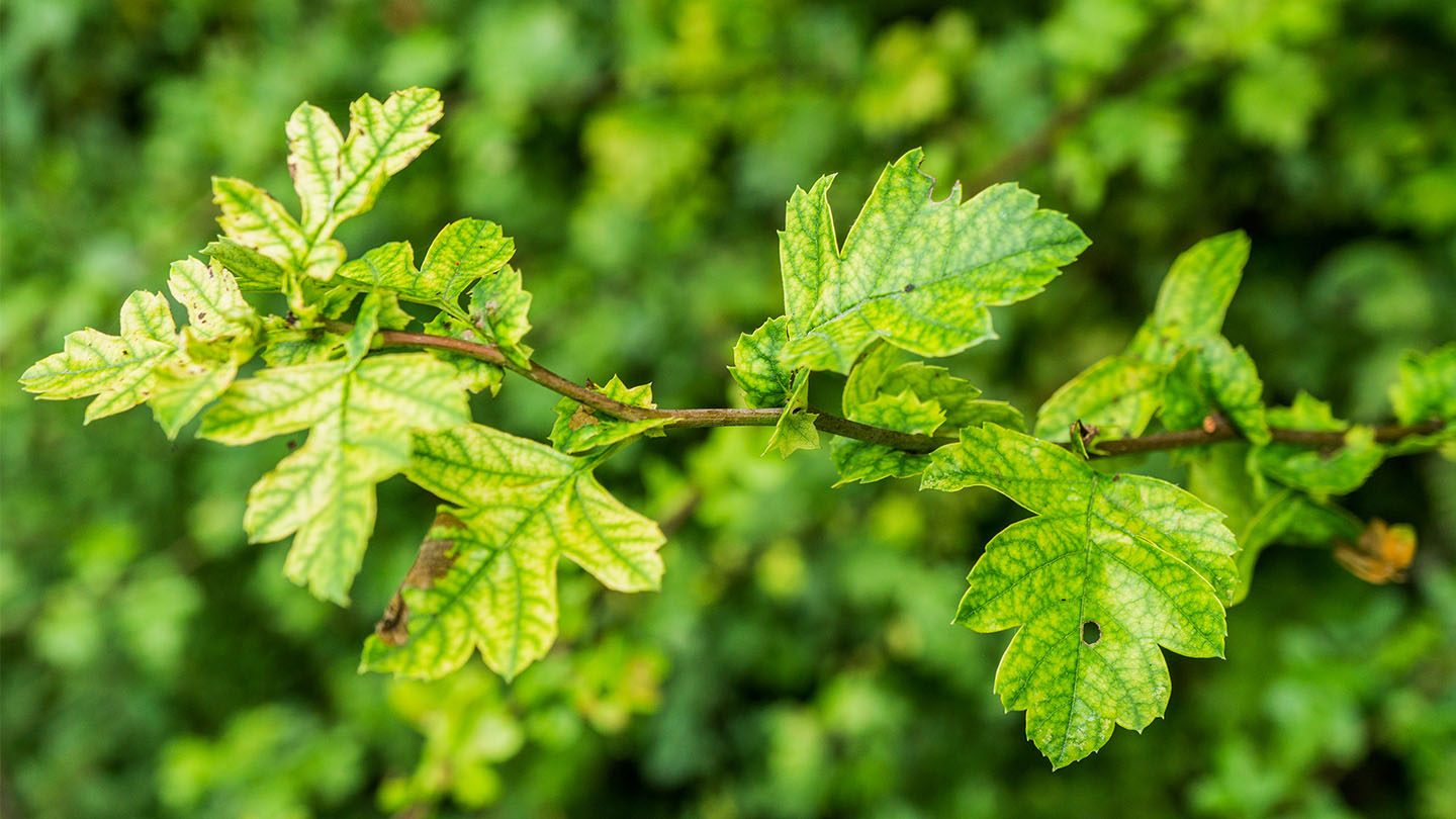 Hawthorn Tree Leaf