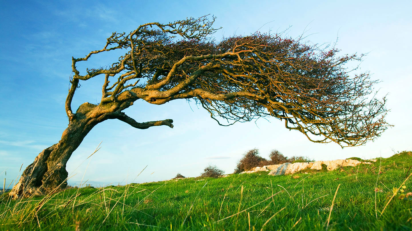 British Trees: Folklore and Mythology - Woodland Trust