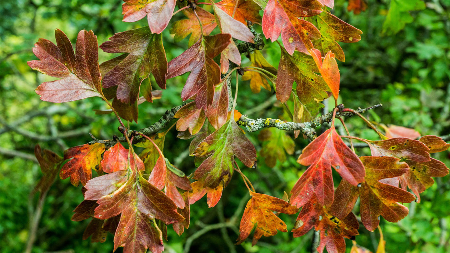 Hawthorn (Crataegus monogyna) - Woodland Trust