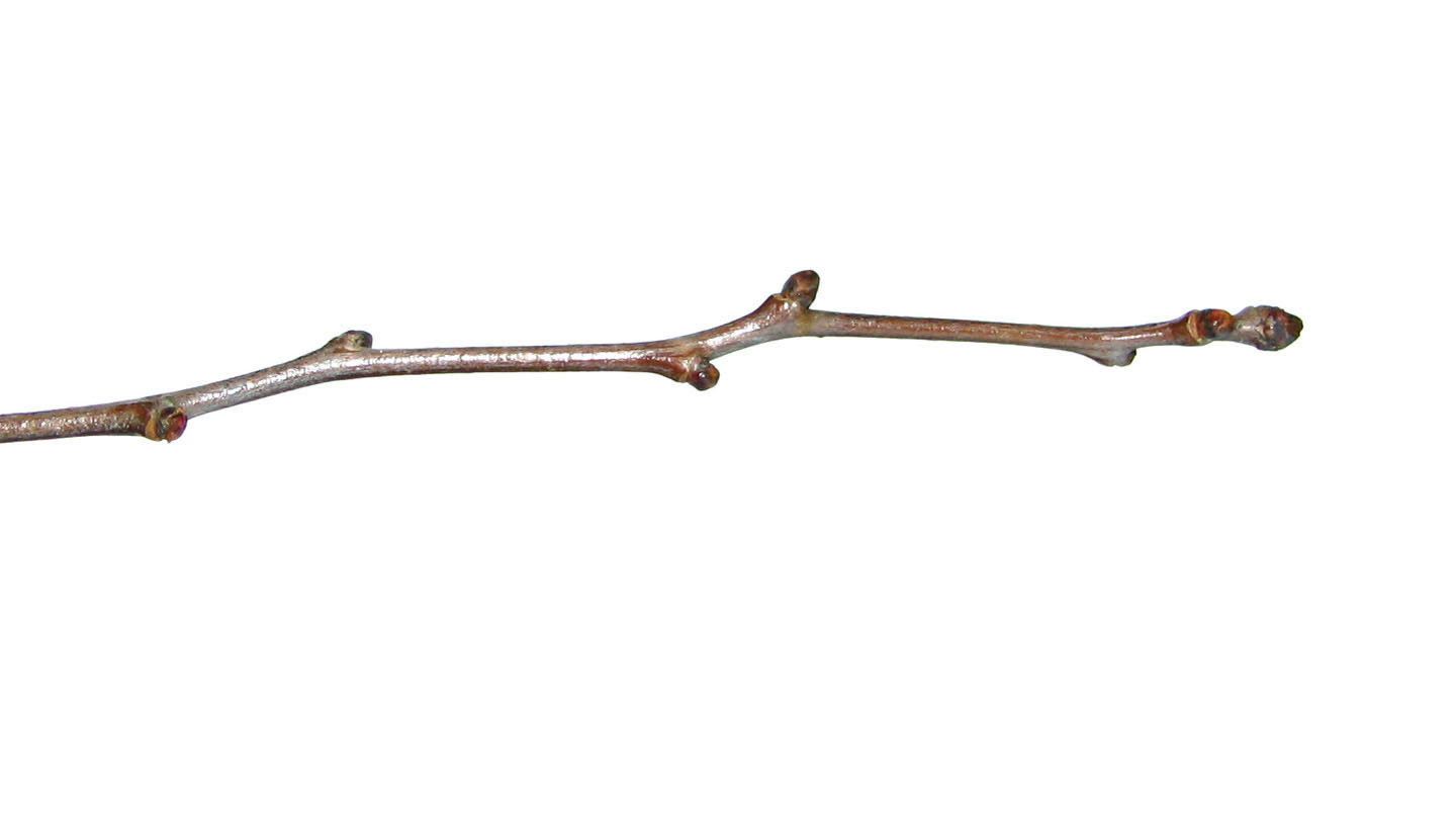 Hawthorn (Crataegus monogyna) - Woodland Trust