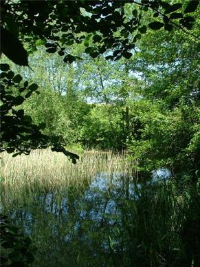 Henlade Wood - Woodland Trust