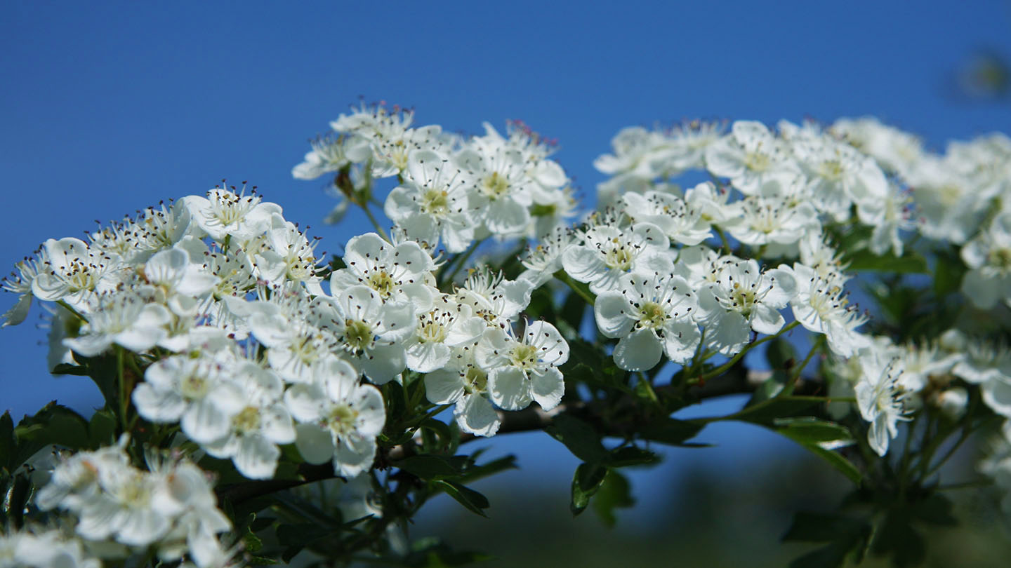 Hawthorn (Crataegus monogyna) - Woodland Trust