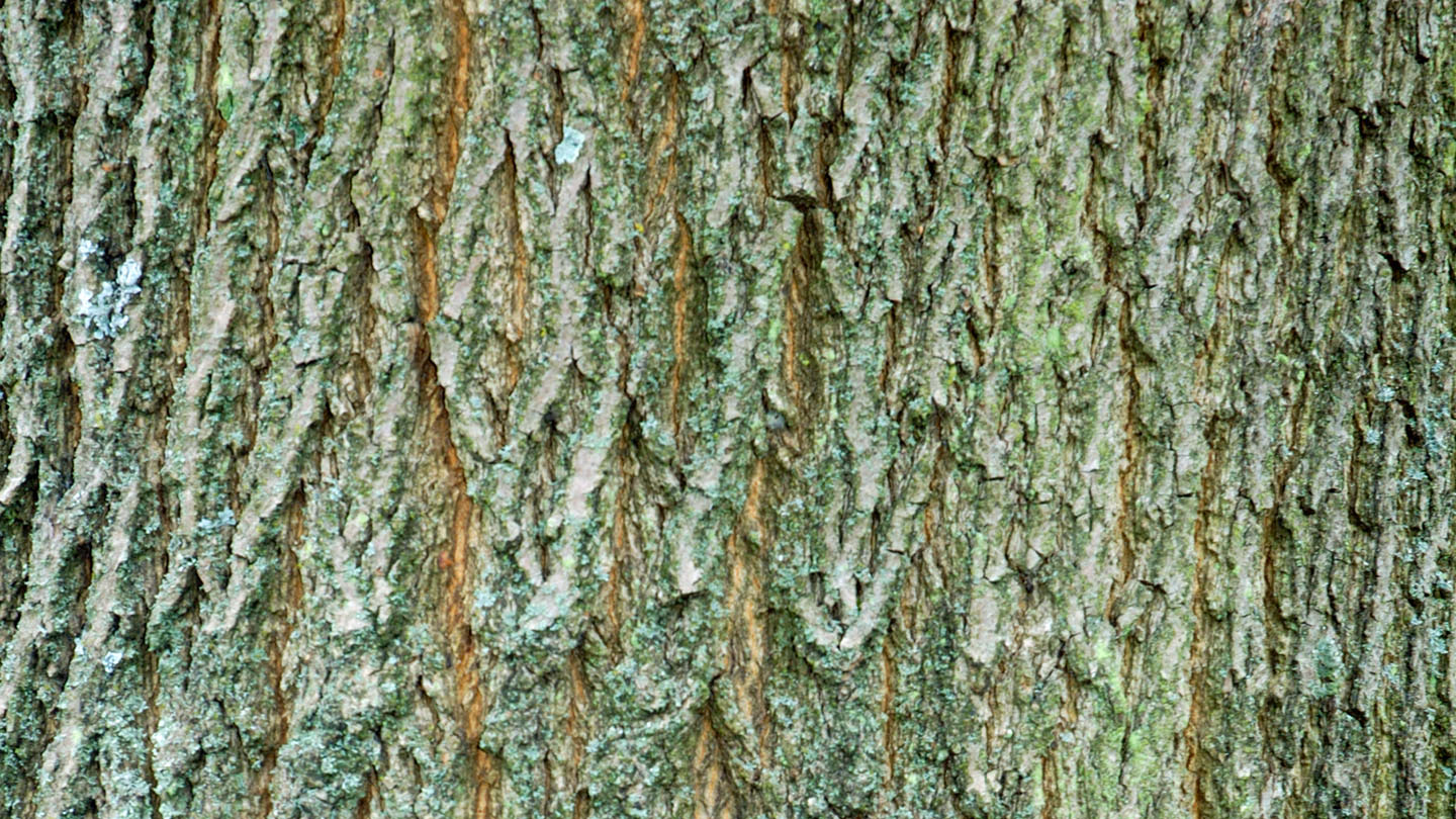 Sycamore (Acer pseudoplatanus) - Woodland Trust