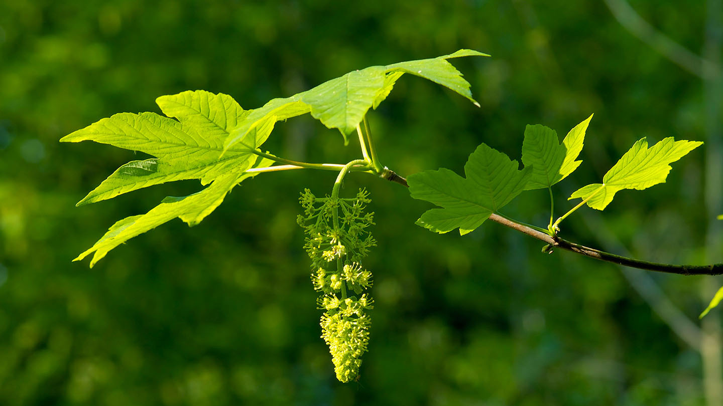 Sycamore Tree Leaf Identification