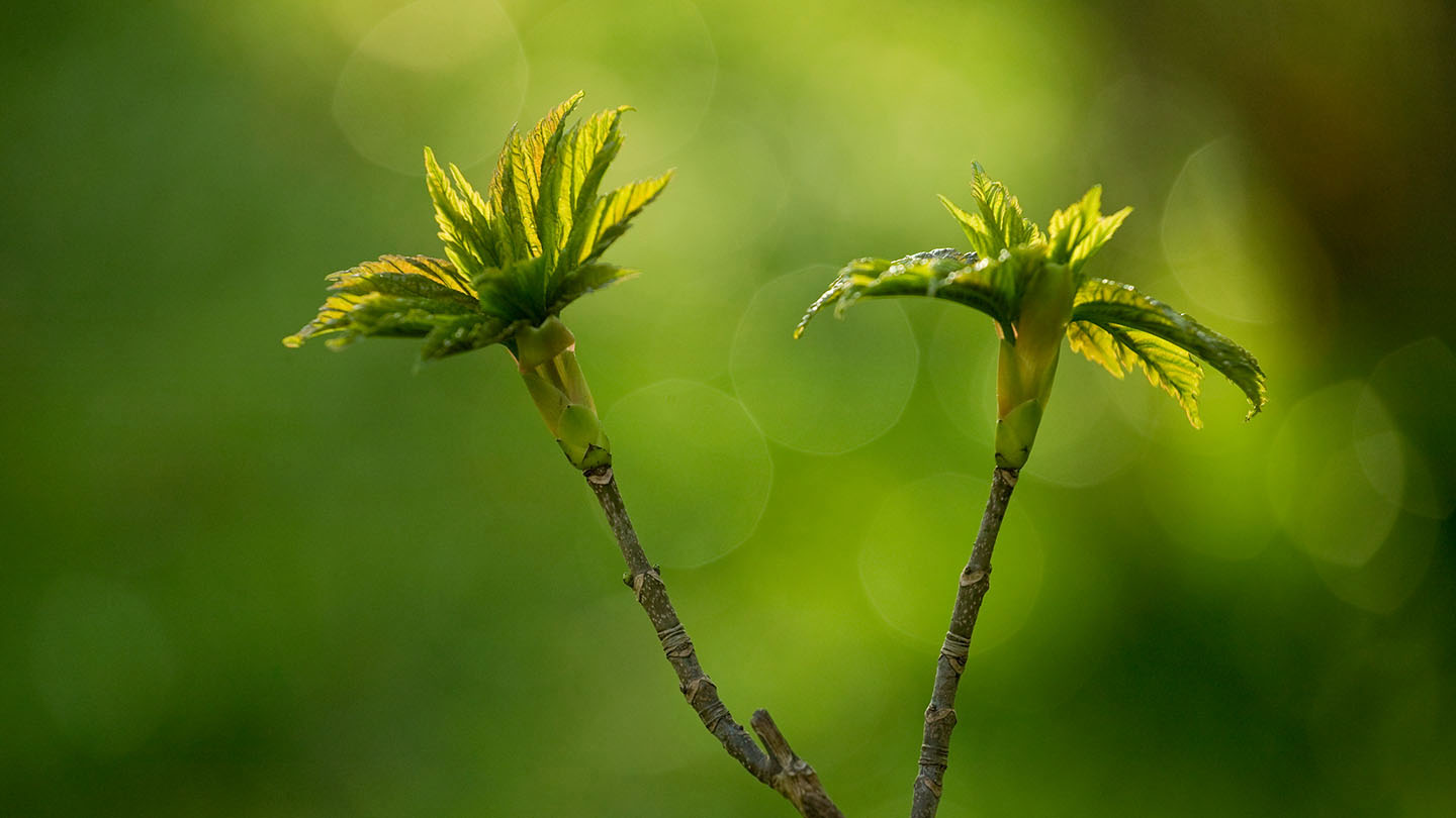 Sycamore (Acer pseudoplatanus) - Woodland Trust