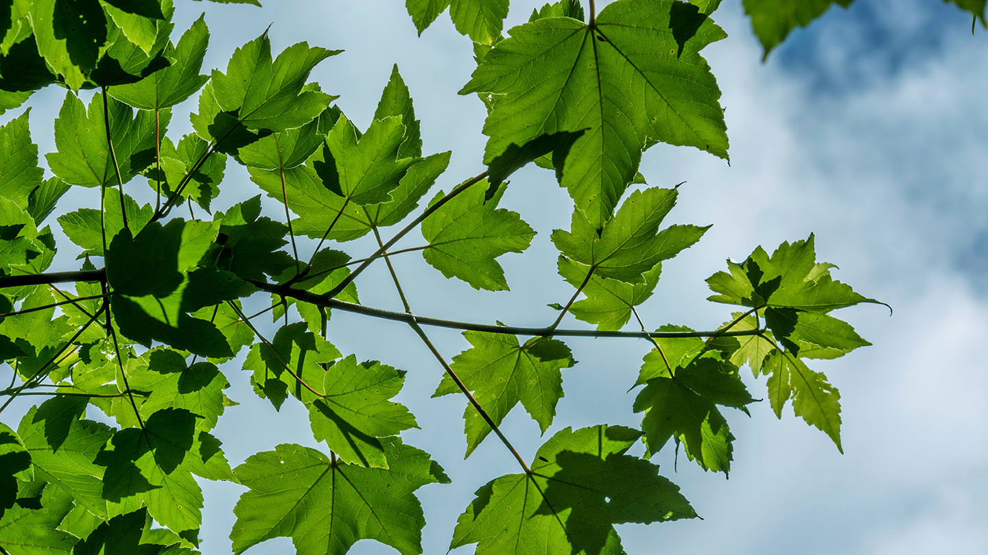 Sycamore (Acer pseudoplatanus) - Woodland Trust