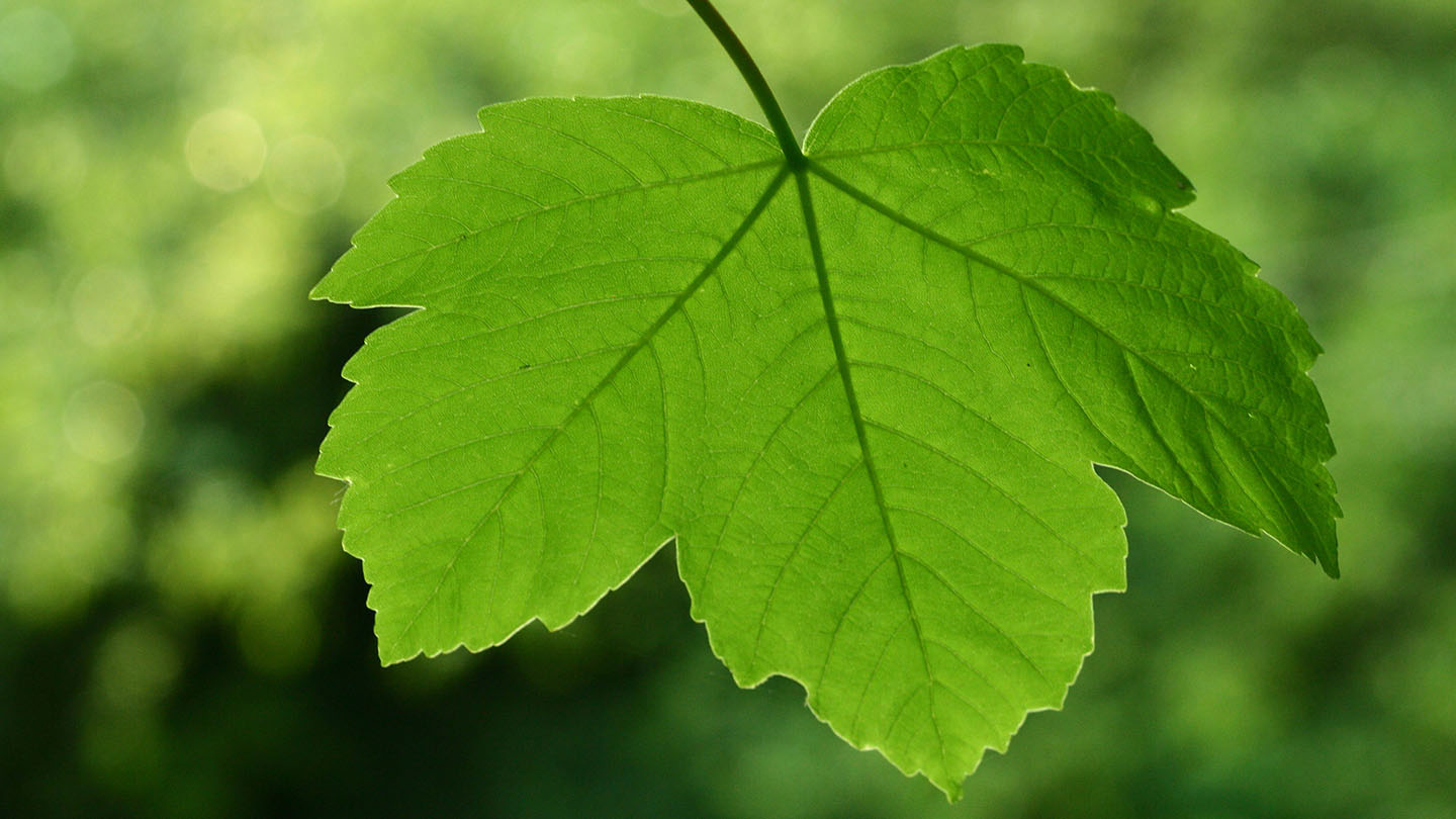 Sycamore Tree Leaf Identification