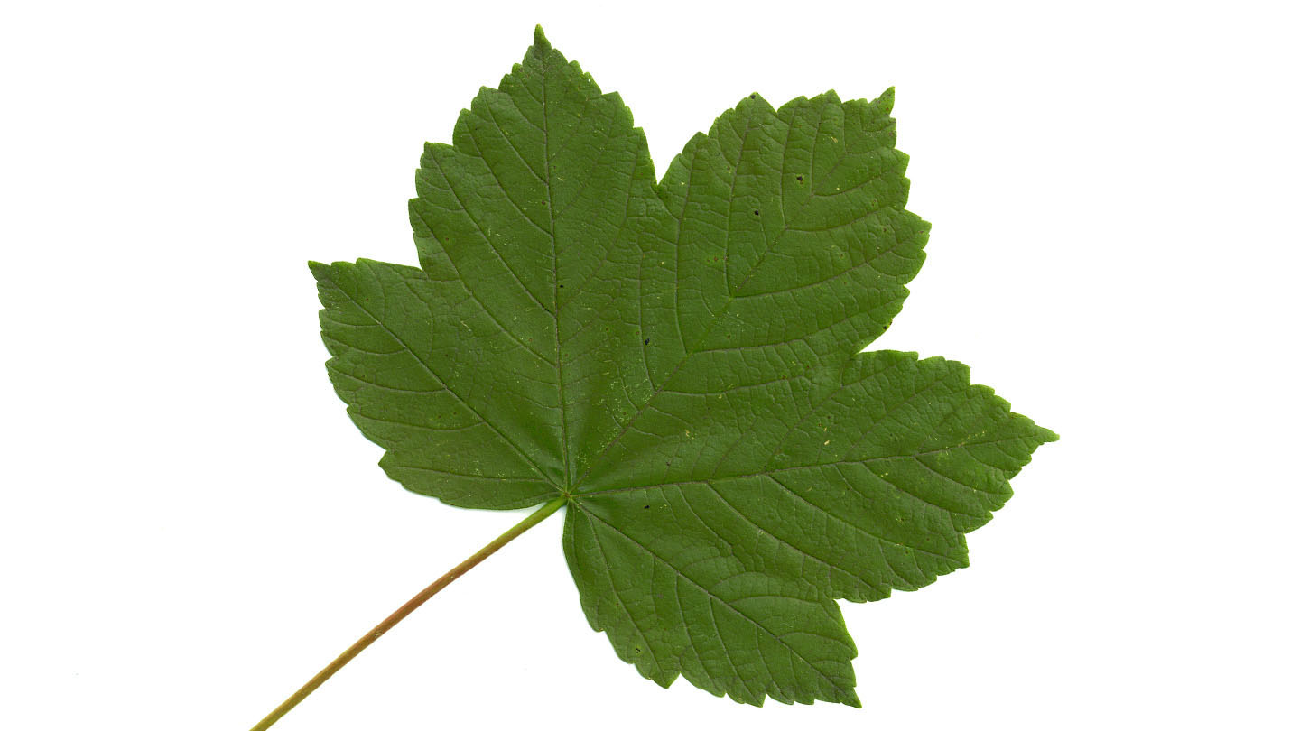 Sycamore (Acer pseudoplatanus) - Woodland Trust