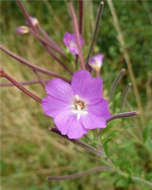 Bonney Doles - Woodland Trust