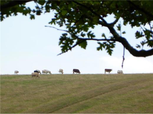 Bonney Doles - Woodland Trust