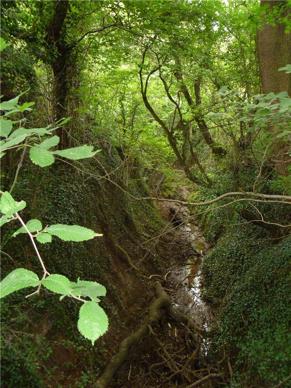 Bonney Doles - Woodland Trust