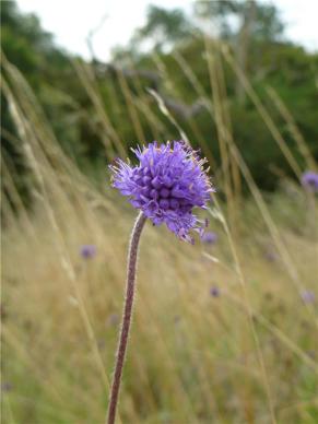 Bonney Doles - Woodland Trust