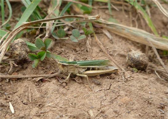 Bonney Doles - Woodland Trust