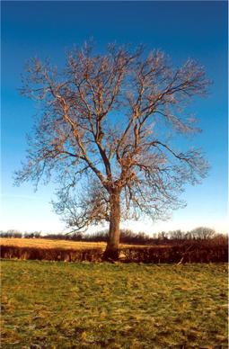 Bonney Doles - Woodland Trust