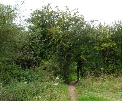 Bonney Doles - Woodland Trust