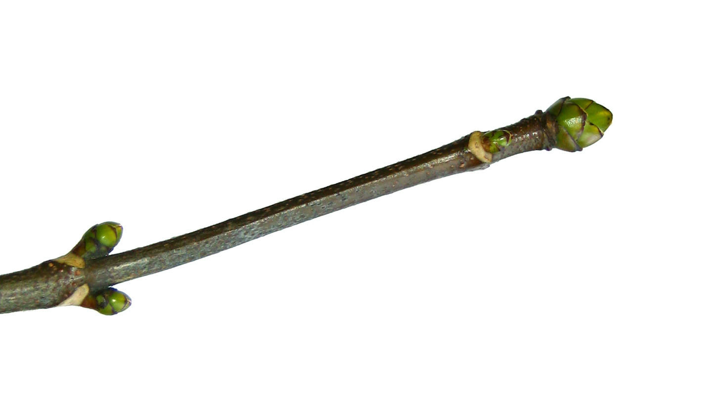 Sycamore (Acer pseudoplatanus) - Woodland Trust