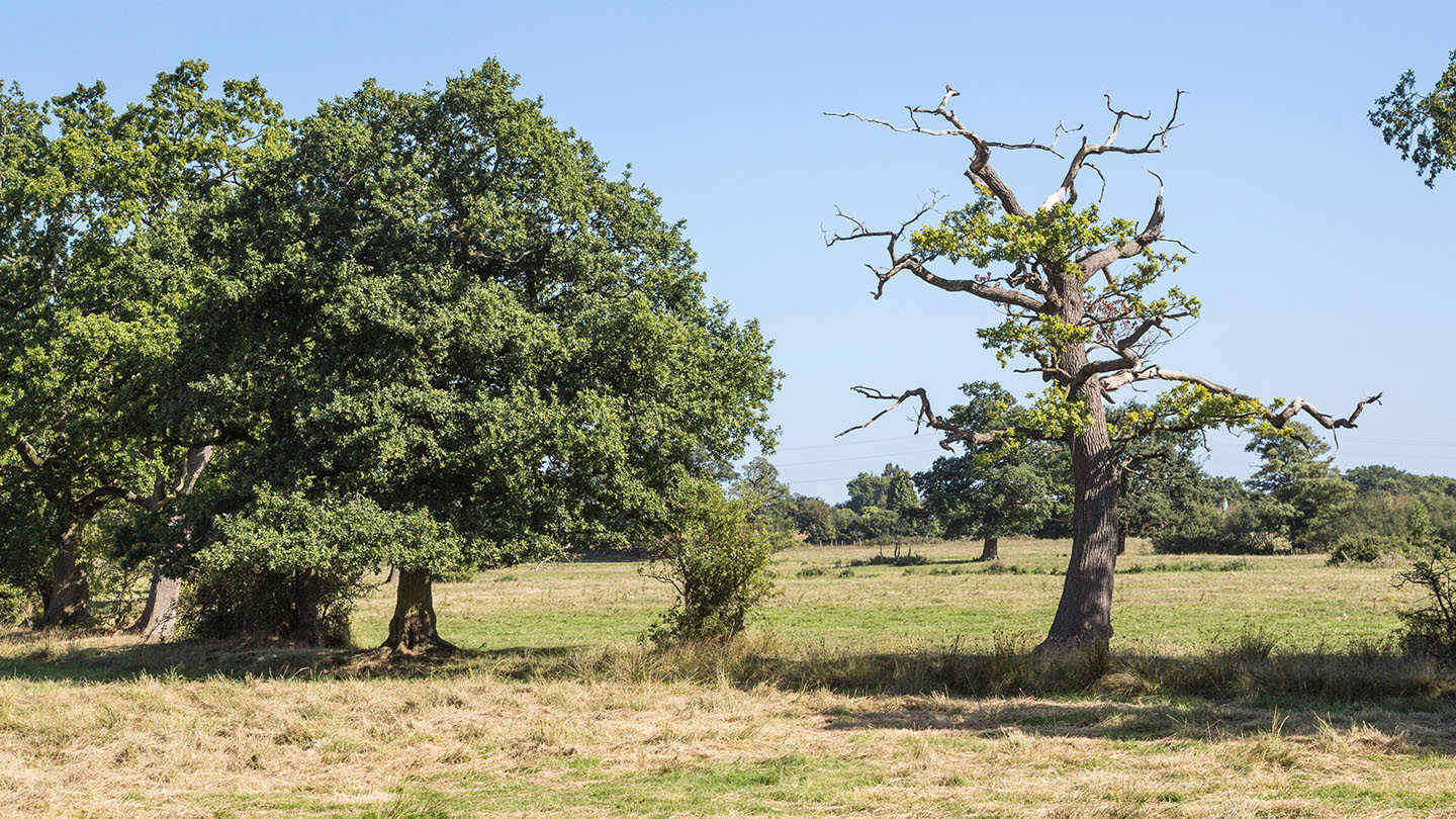 Holm Oak (Quercus ilex) - British Trees - Woodland Trust