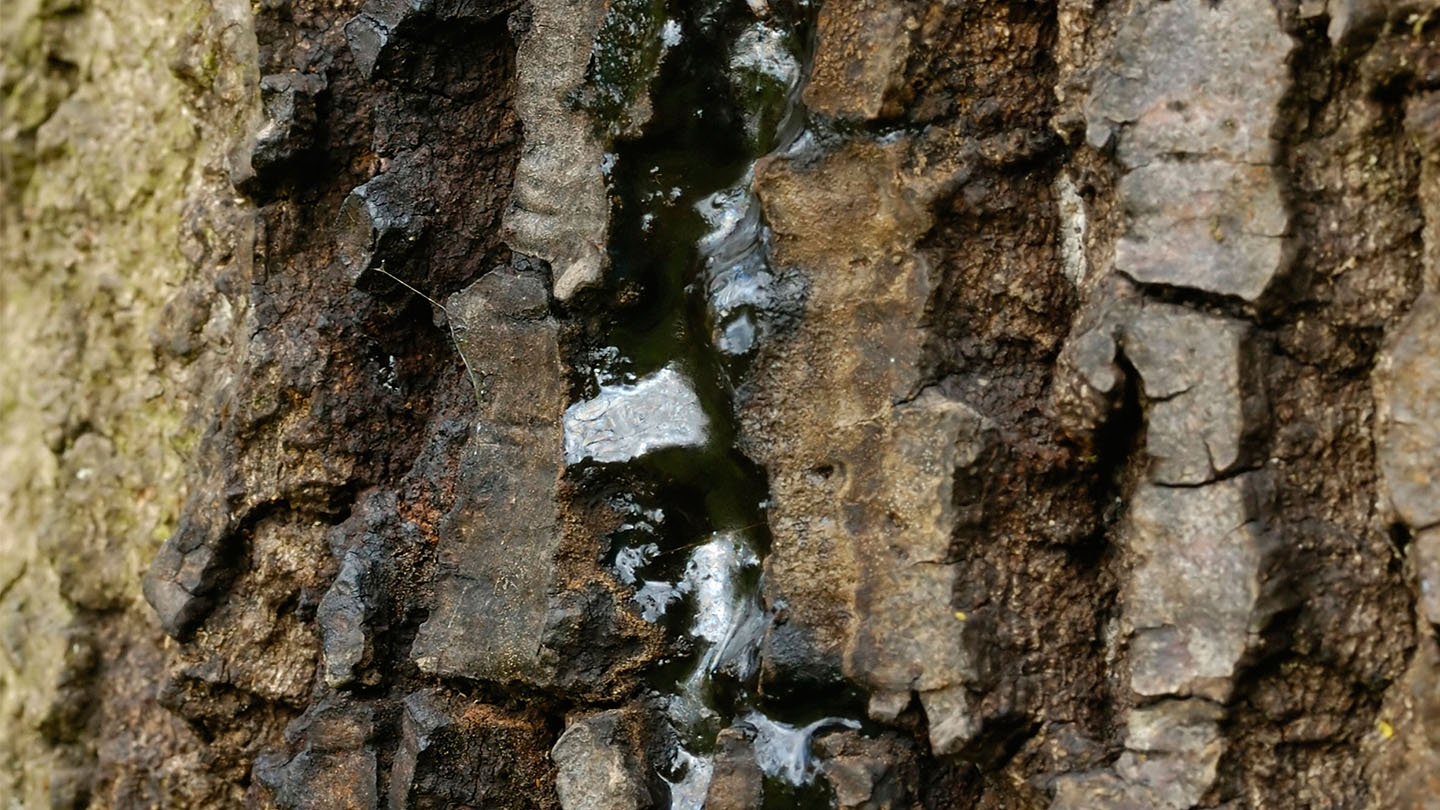 Acute Oak Decline - Tree Diseases - Woodland Trust