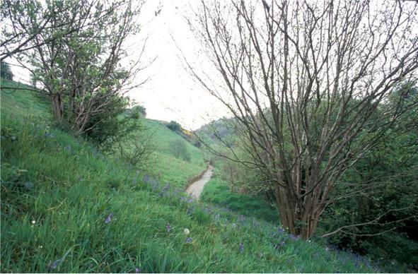 The Burn Walk - Woodland Trust