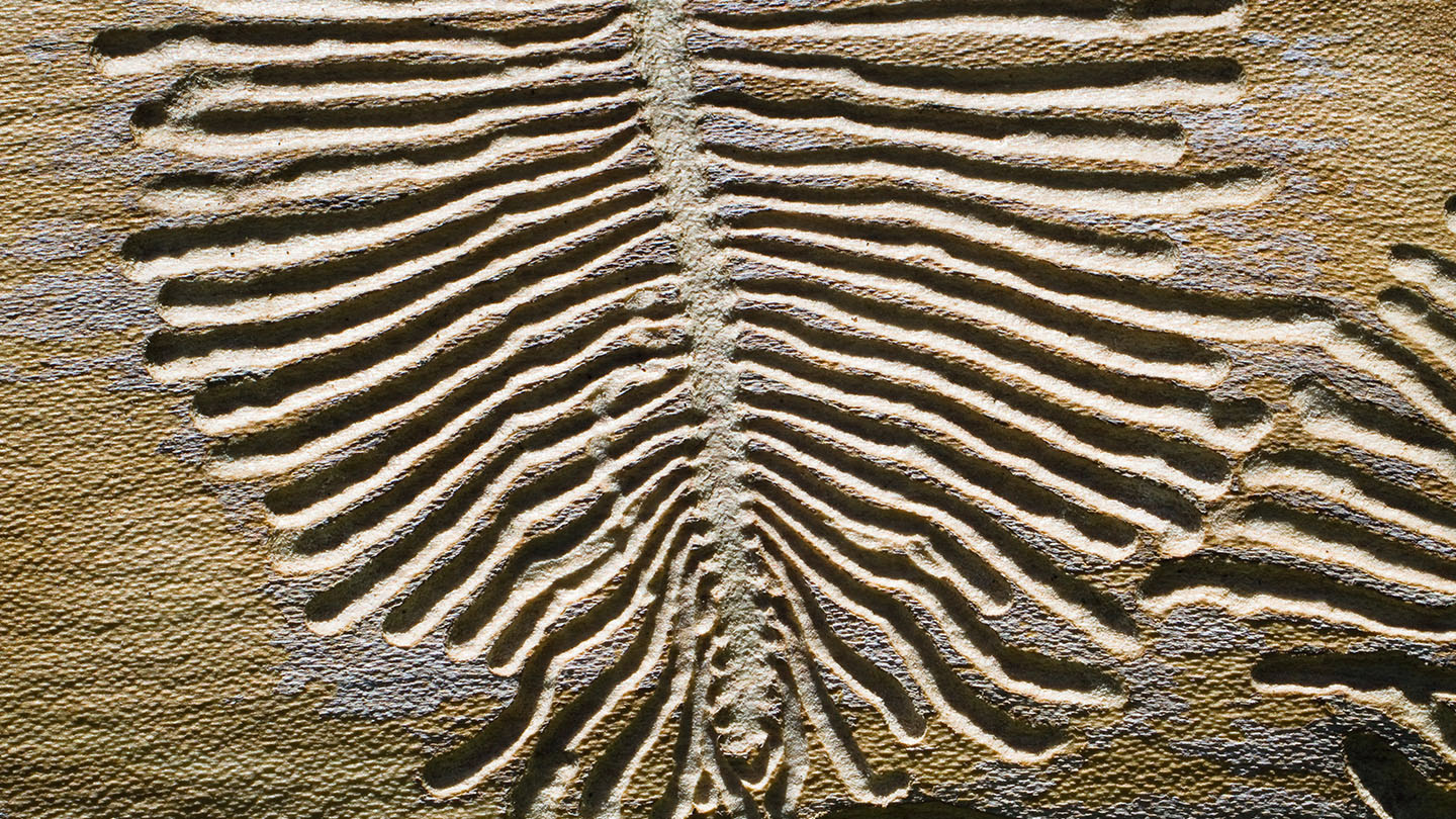 Eight-Toothed Spruce Bark Beetle - Woodland Trust