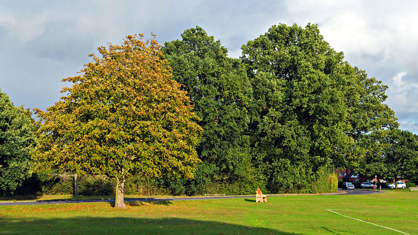 Sweet Chestnut Blight (C. parasitica) - Woodland Trust