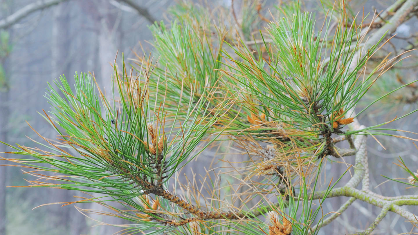 Dothistroma Needle Blight (D. septosporum) - Woodland Trust