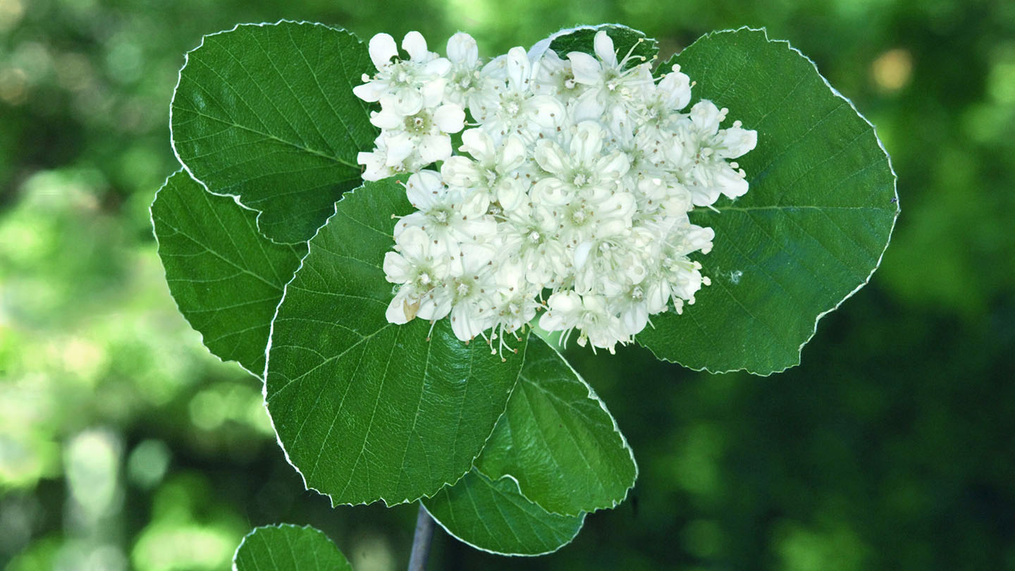 Whitebeam (Sorbus aria) - British Trees - Woodland Trust