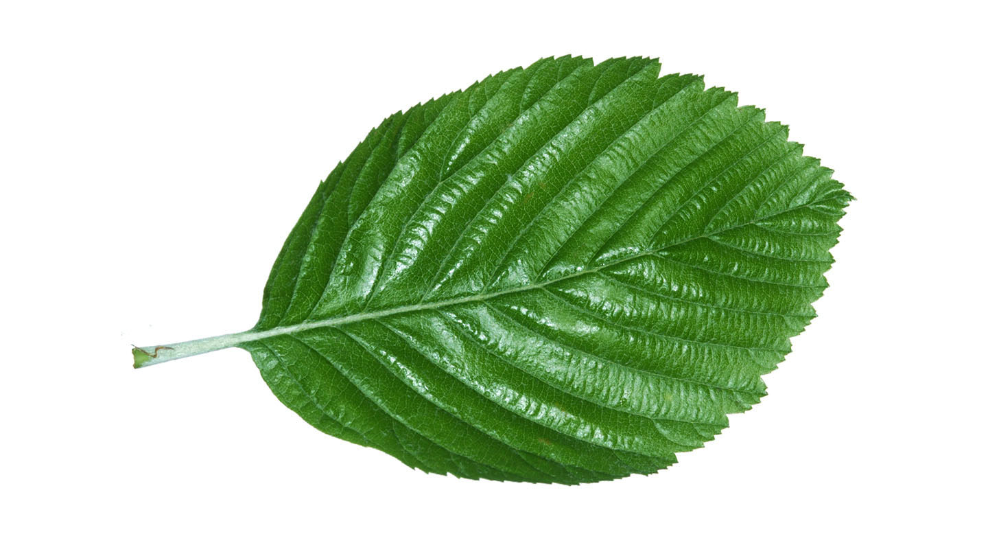 Whitebeam (Sorbus aria) - British Trees - Woodland Trust