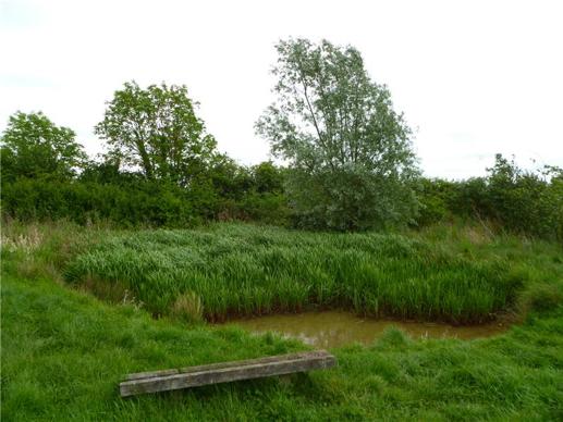 King's Cliffe Millennium Wood - Woodland Trust