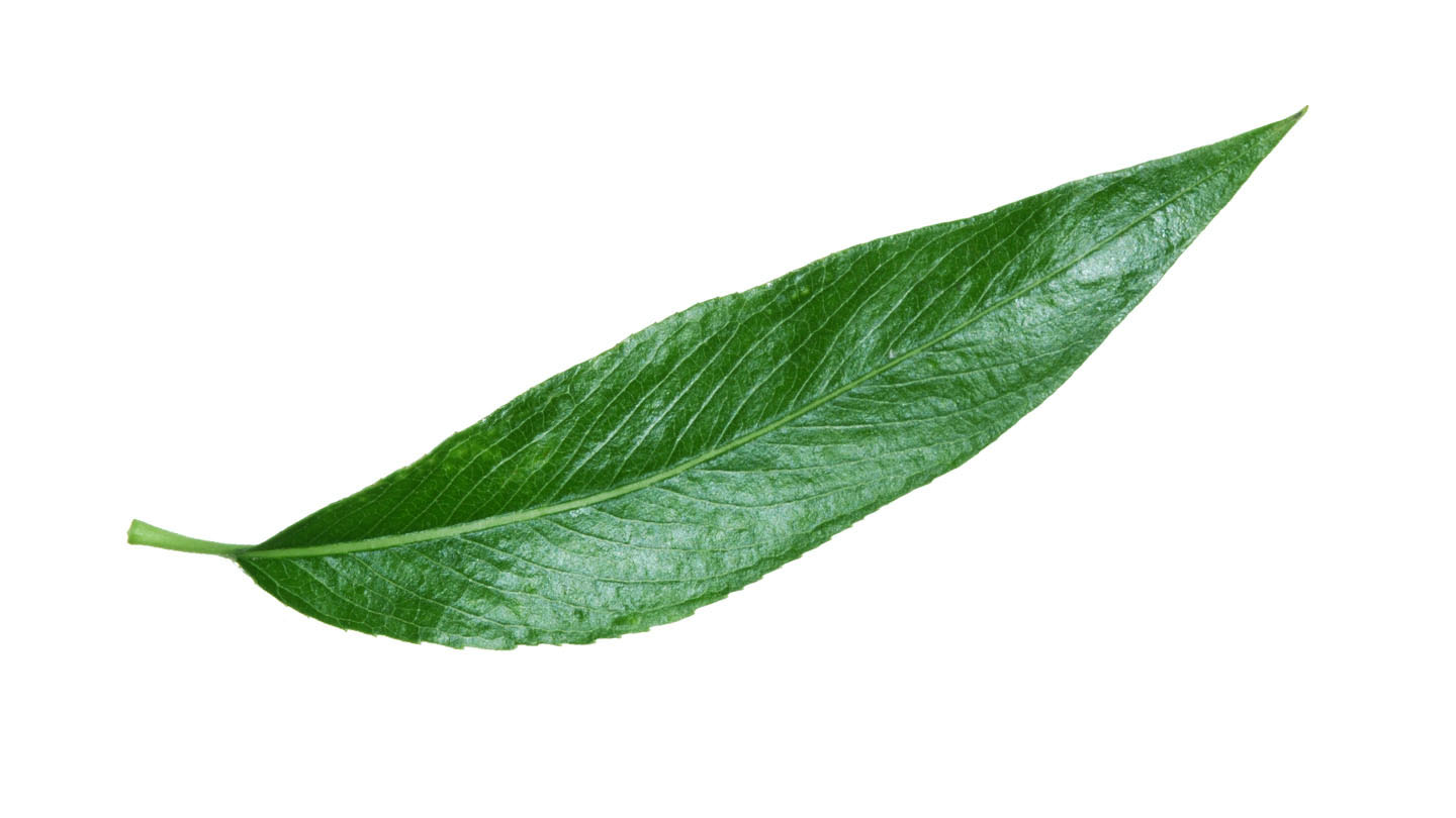 Crack Willow (Salix fragilis) – British Trees - Woodland Trust