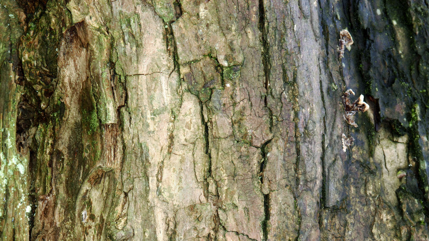 Crack Willow (Salix fragilis) – British Trees - Woodland Trust
