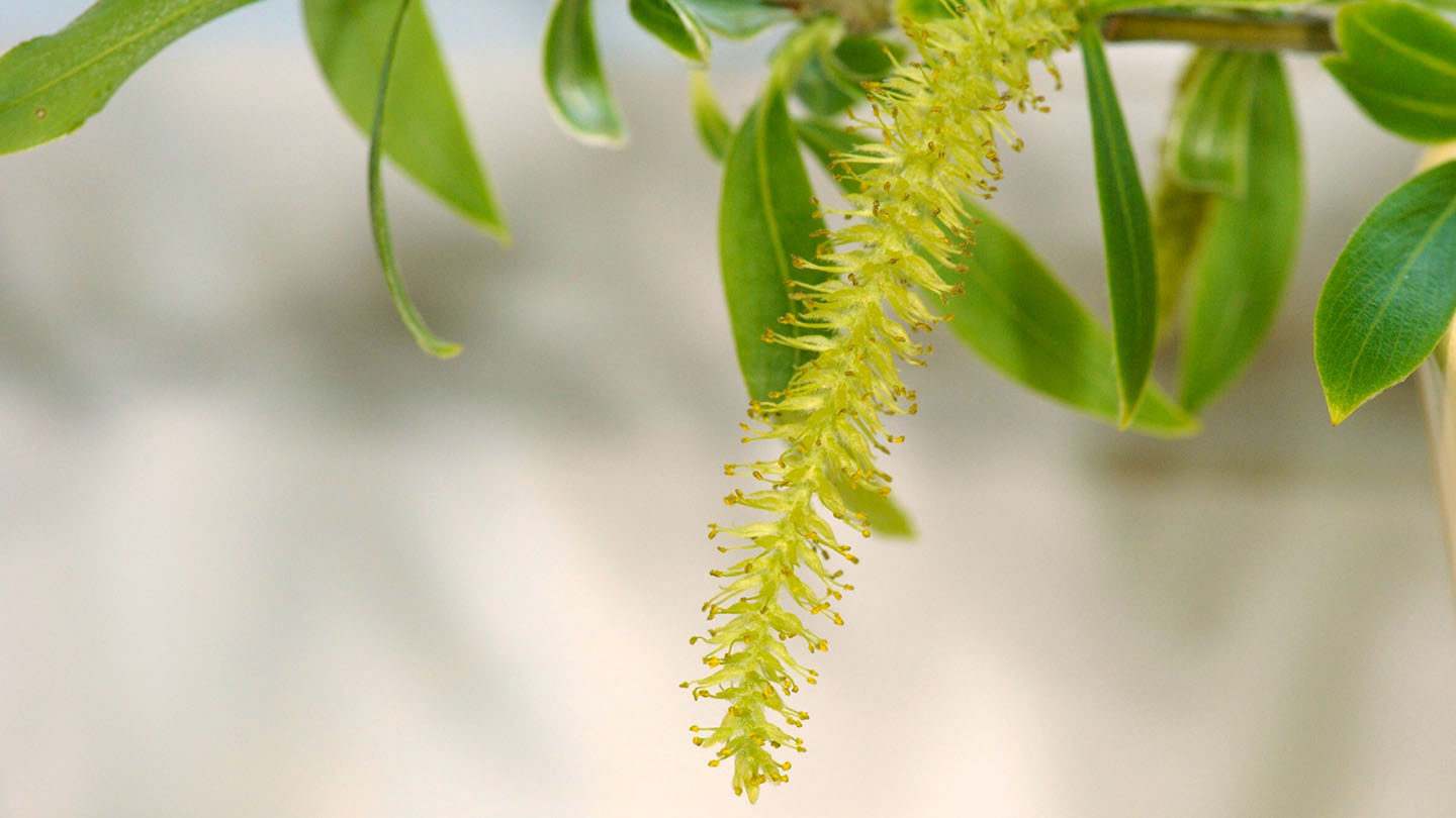 Crack Willow (Salix fragilis) – British Trees - Woodland Trust