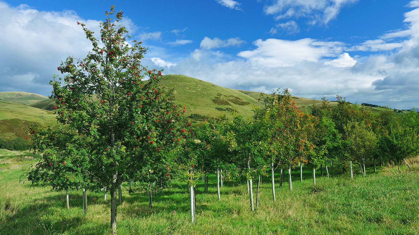 Rowan (Sorbus aucuparia) - British Trees - Woodland Trust