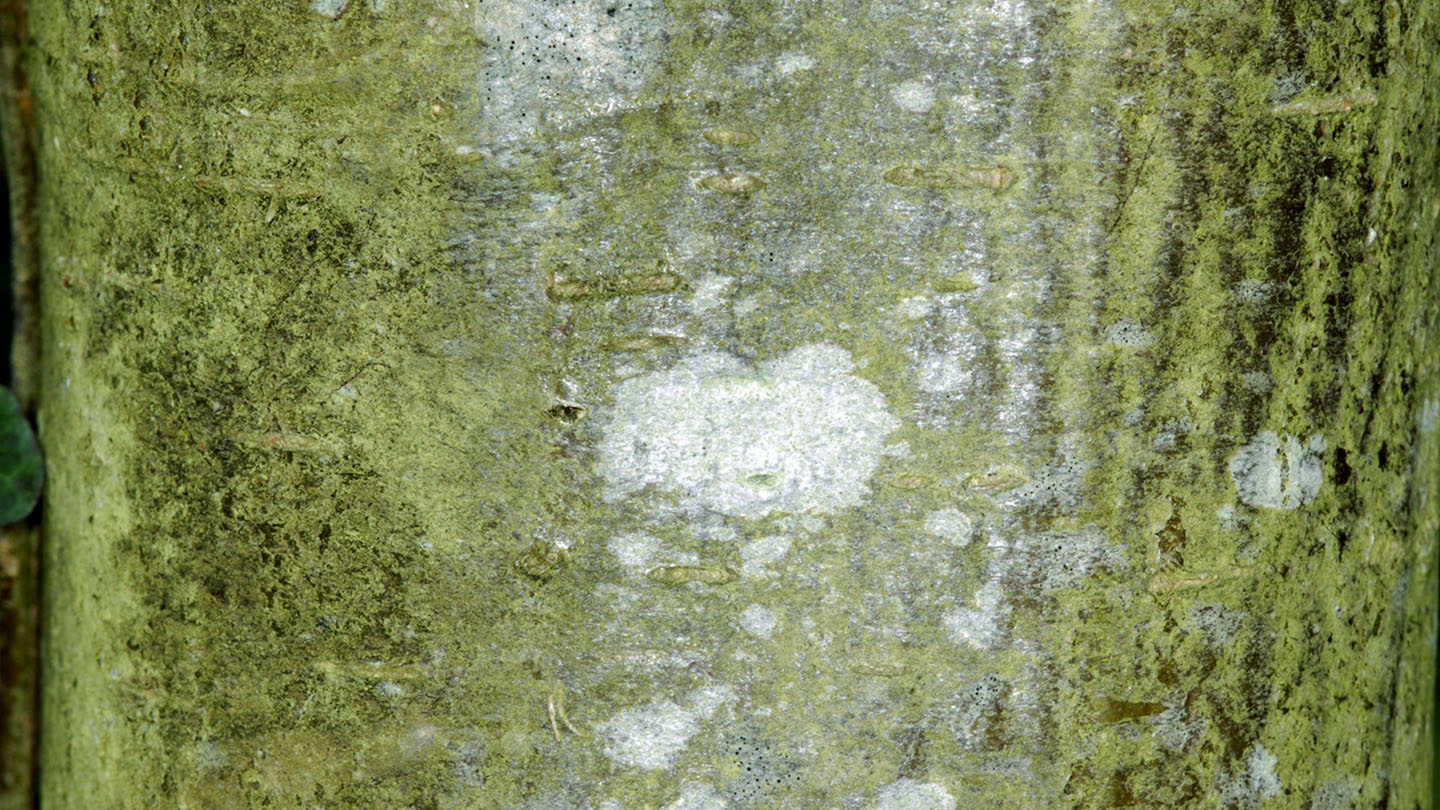 Rowan (Sorbus aucuparia) - British Trees - Woodland Trust