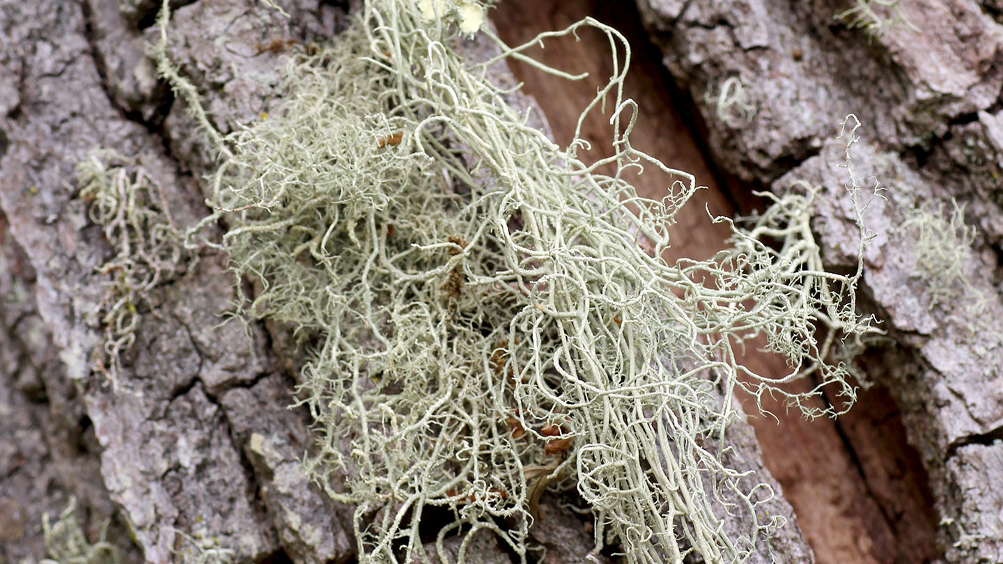 Beard Lichens (Usnea species) - Woodland Trust