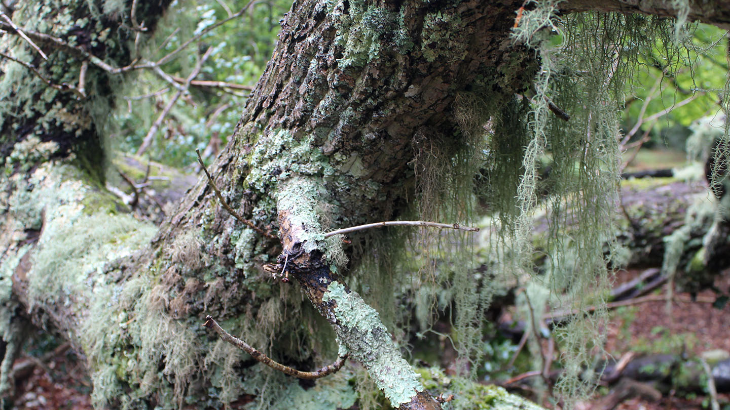 Beard Lichens (Usnea species) - Woodland Trust