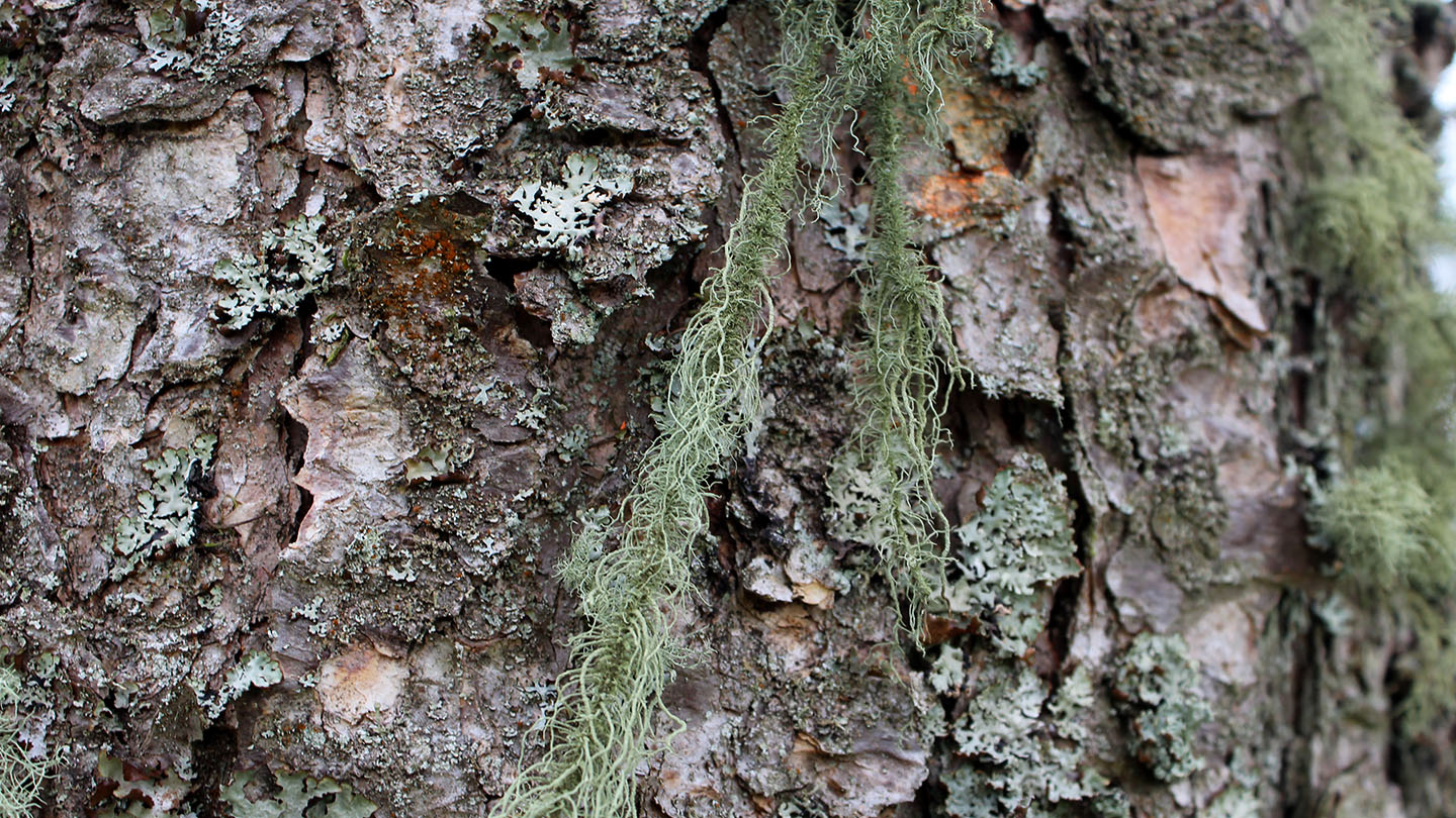 Beard Lichens (Usnea species) - Woodland Trust