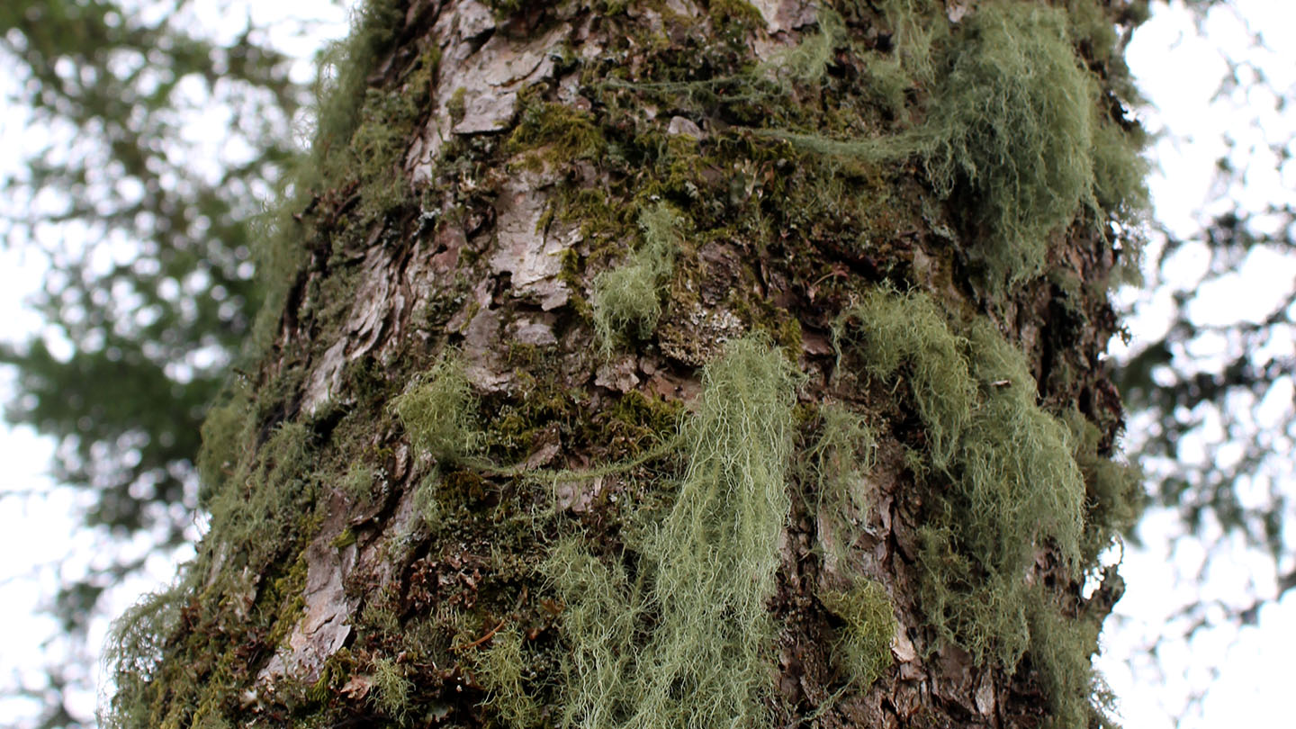 Beard Lichens (Usnea species) - Woodland Trust
